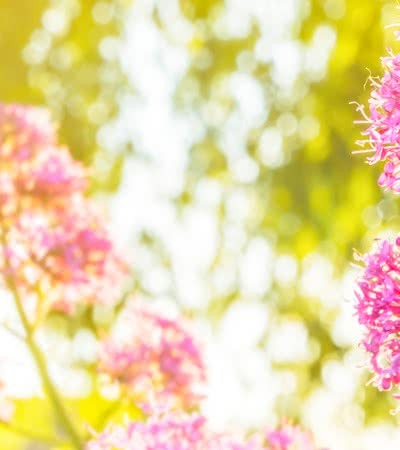 Valerian And Lemon Balm - SFI Health Middle East