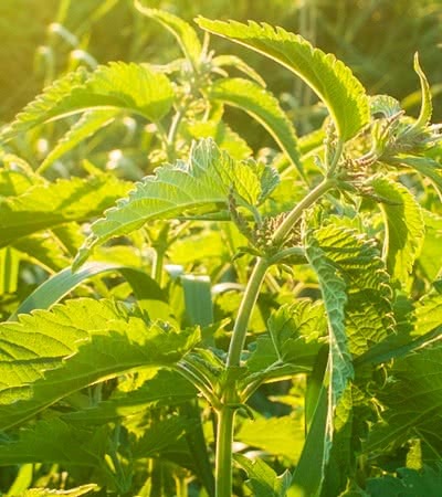 African Cherry & Stinging Nettle - SFI Health Middle East